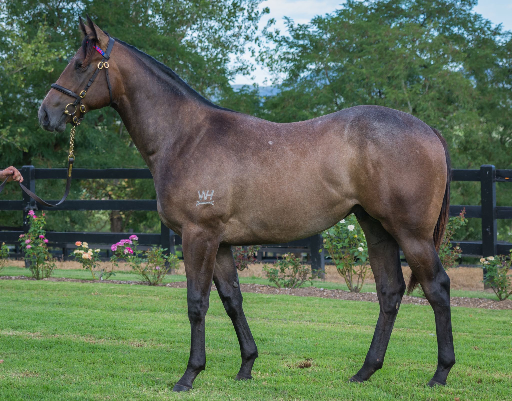 Classique Legend Thoroughbred Horse Profile - Next Race, Form, Stats ...