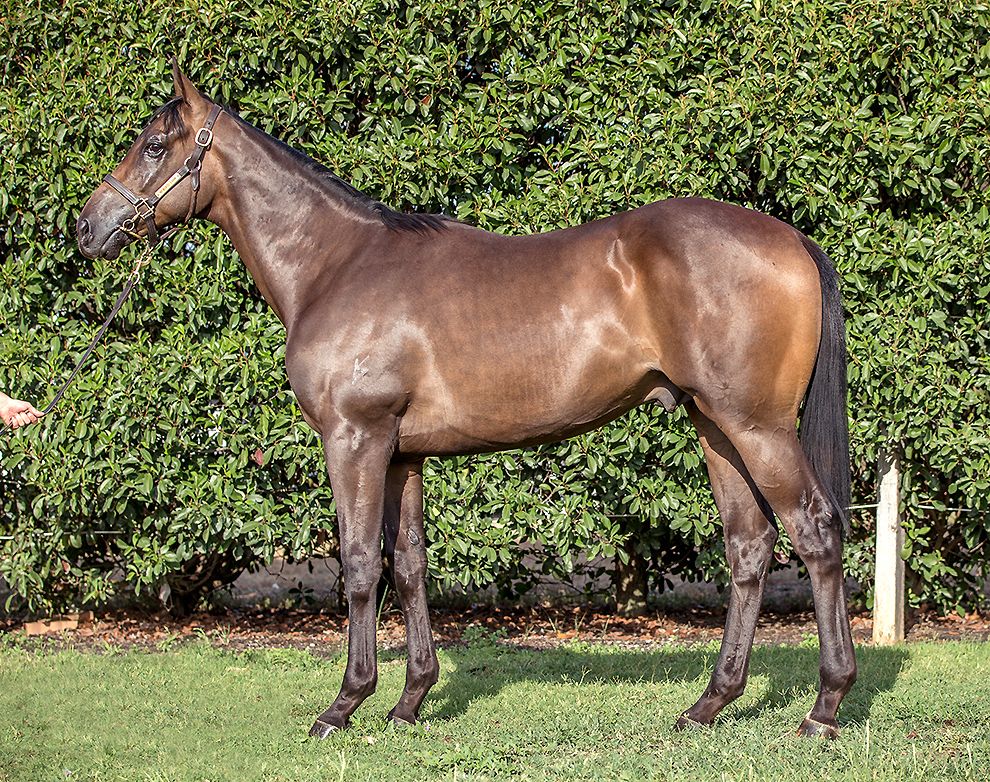 Shadow Hero Thoroughbred Horse Profile - Next Race, Form, Stats, News ...