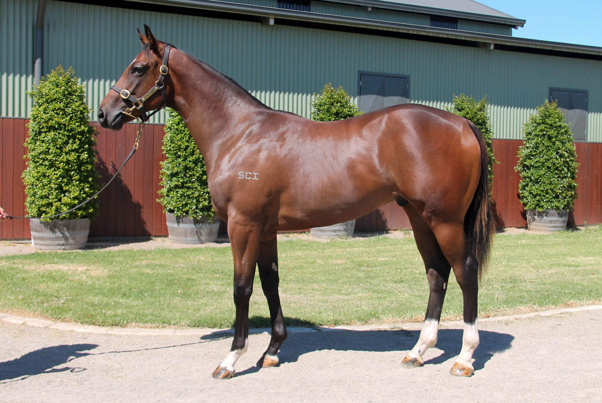 Corner Pocket Thoroughbred Horse Profile - Next Race, Form, Stats, News ...