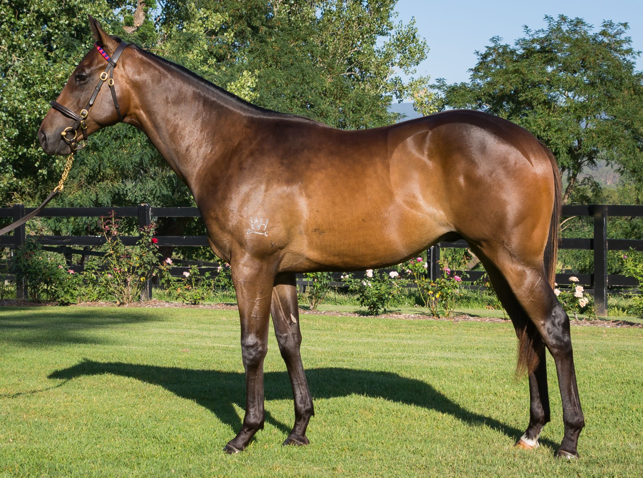 Academy Thoroughbred Horse Profile - Next Race, Form, Stats, News ...