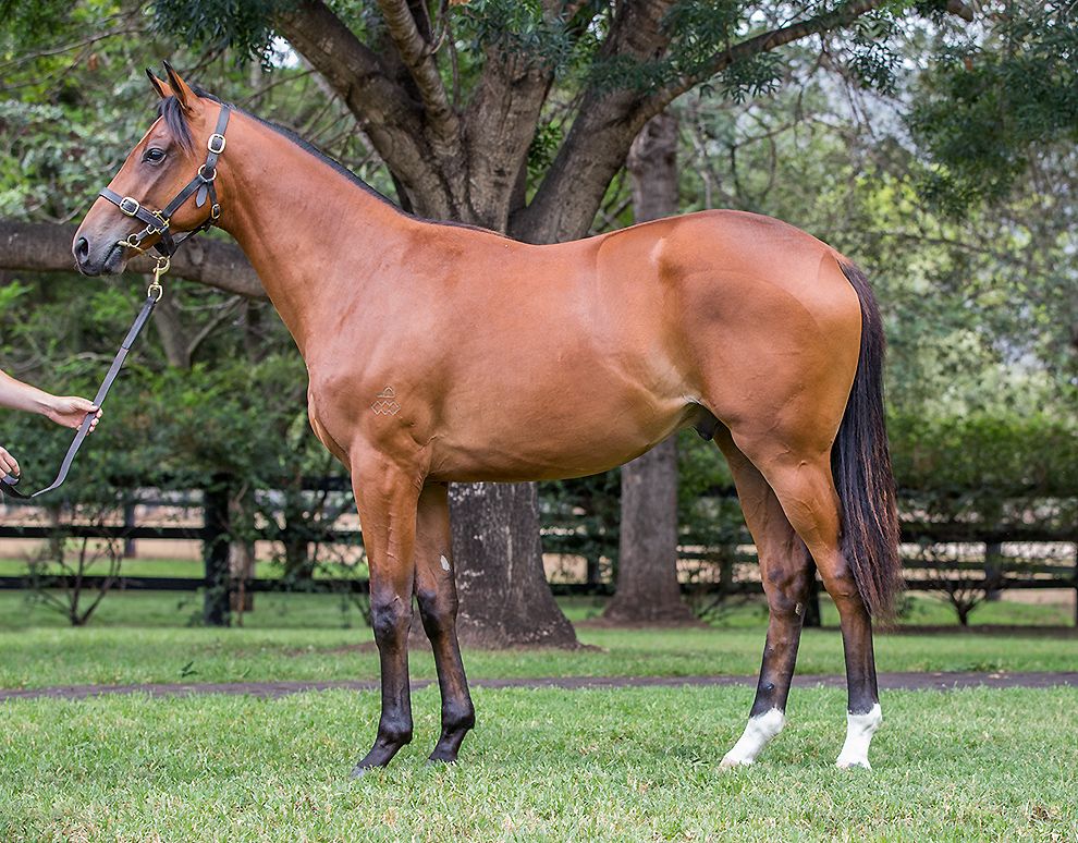 King's Capital Thoroughbred Horse Profile - Next Race, Form, Stats ...