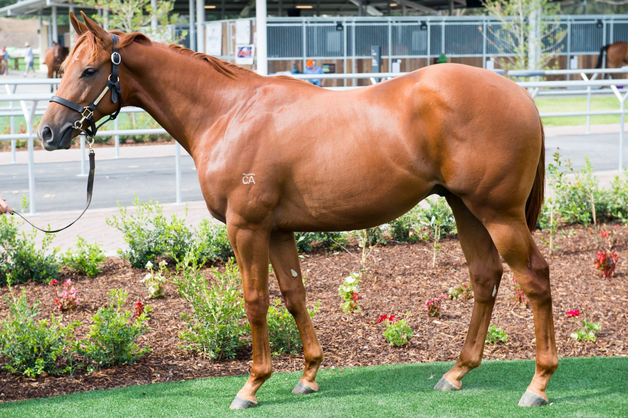 Bones Thoroughbred Horse Profile - Next Race, Form, Stats, News ...