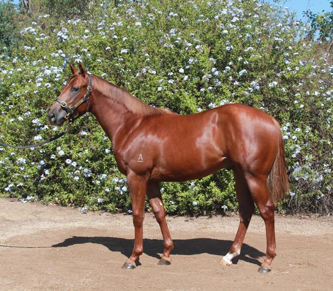 Run To Perfection Thoroughbred Horse Profile - Next Race, Form, Stats ...