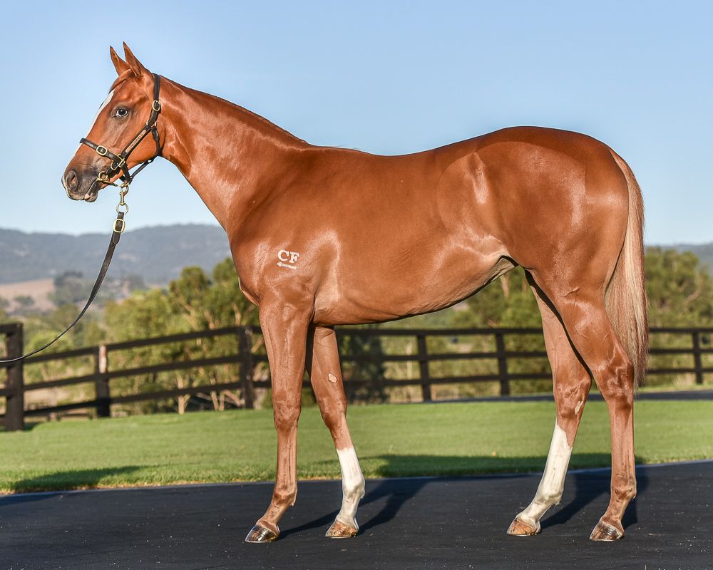Debt'n'deficit Thoroughbred Horse Profile - Next Race, Form, Stats ...