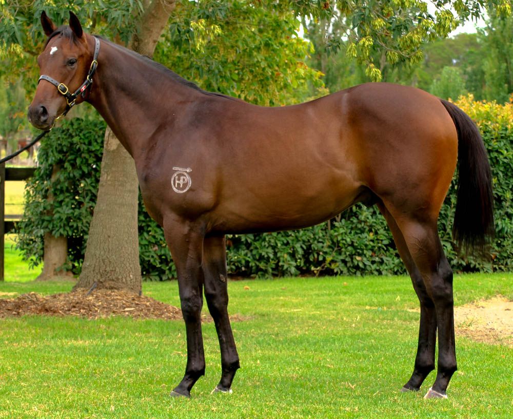 Cosmic Force Thoroughbred Horse Profile - Next Race, Form, Stats, News ...