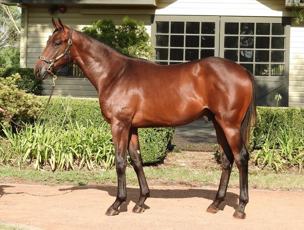 Diamond Diesel Thoroughbred Horse Profile - Next Race, Form, Stats ...