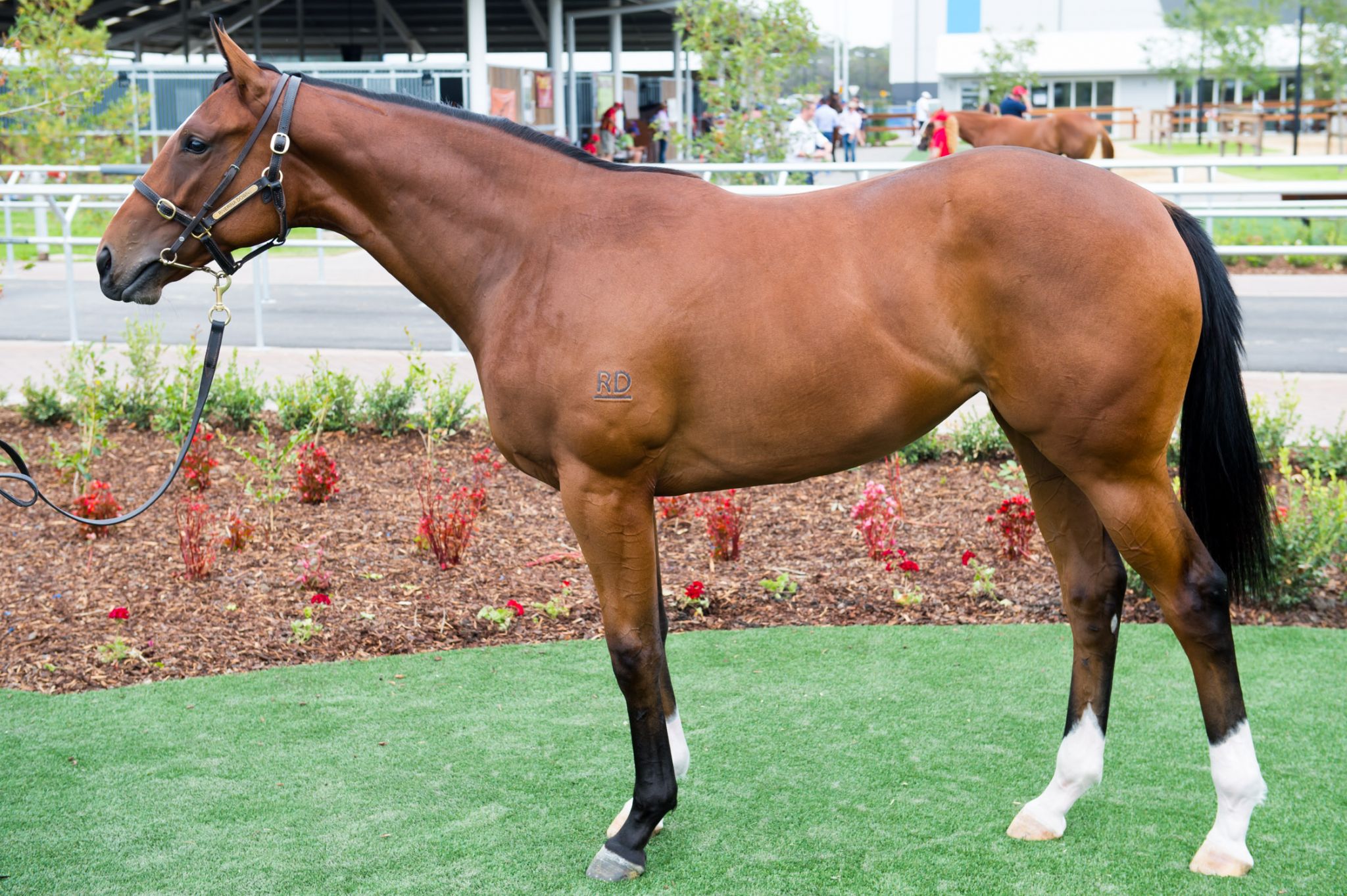 Dance Date Thoroughbred Horse Profile - Next Race, Form, Stats, News ...