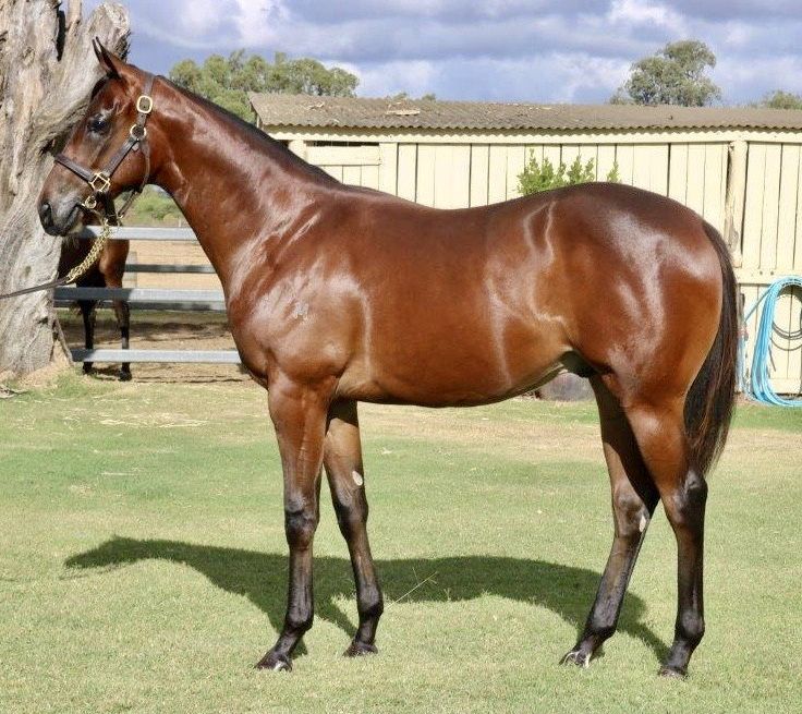 Universal Crown Thoroughbred Horse Profile - Next Race, Form, Stats ...