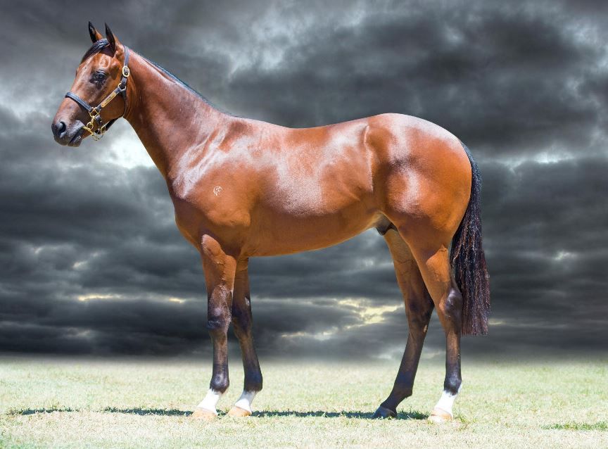 Bellows Thoroughbred Horse Profile - Next Race, Form, Stats, News ...