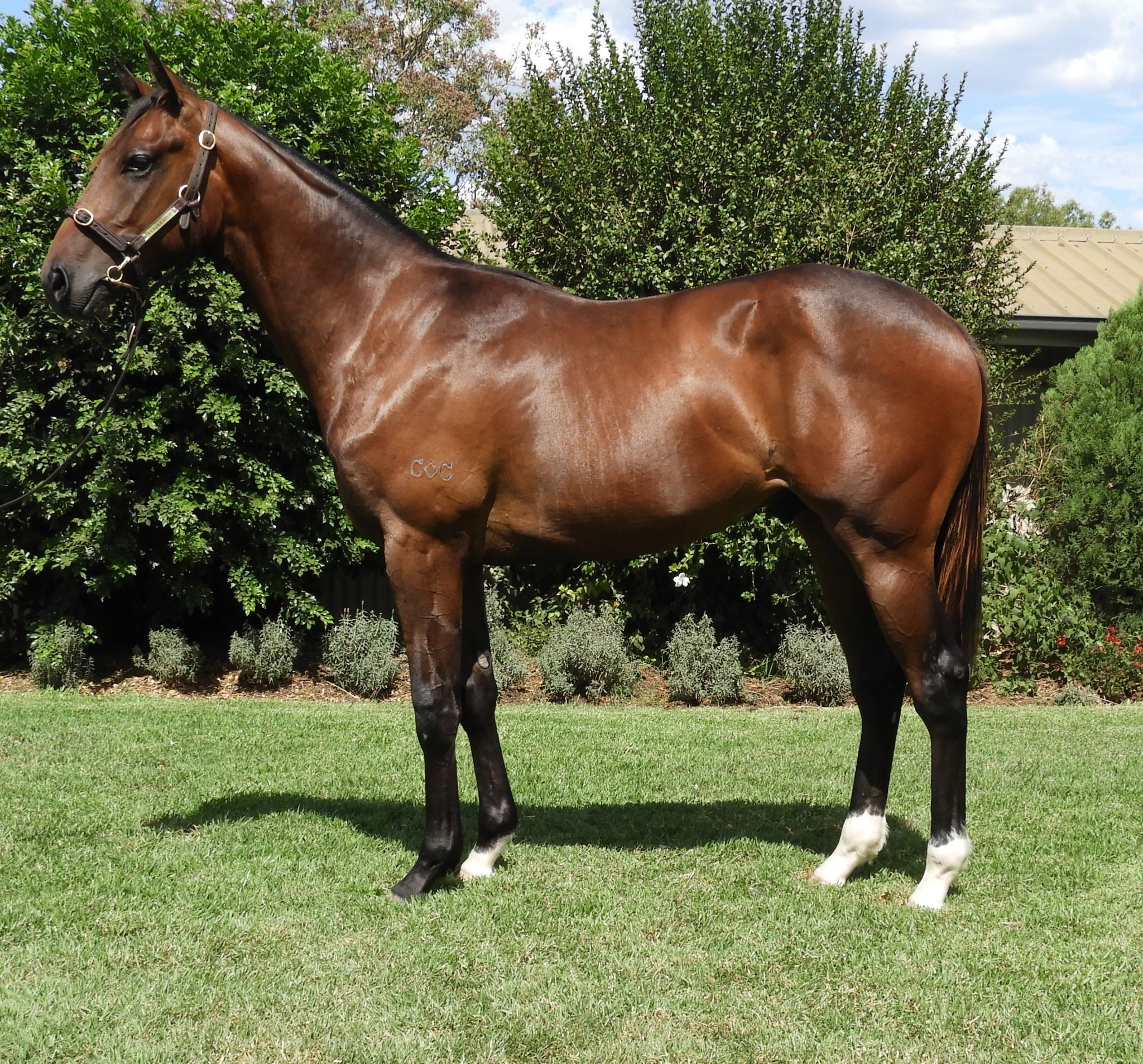 Dragon Cavallo Thoroughbred Horse Profile - Next Race, Form, Stats ...