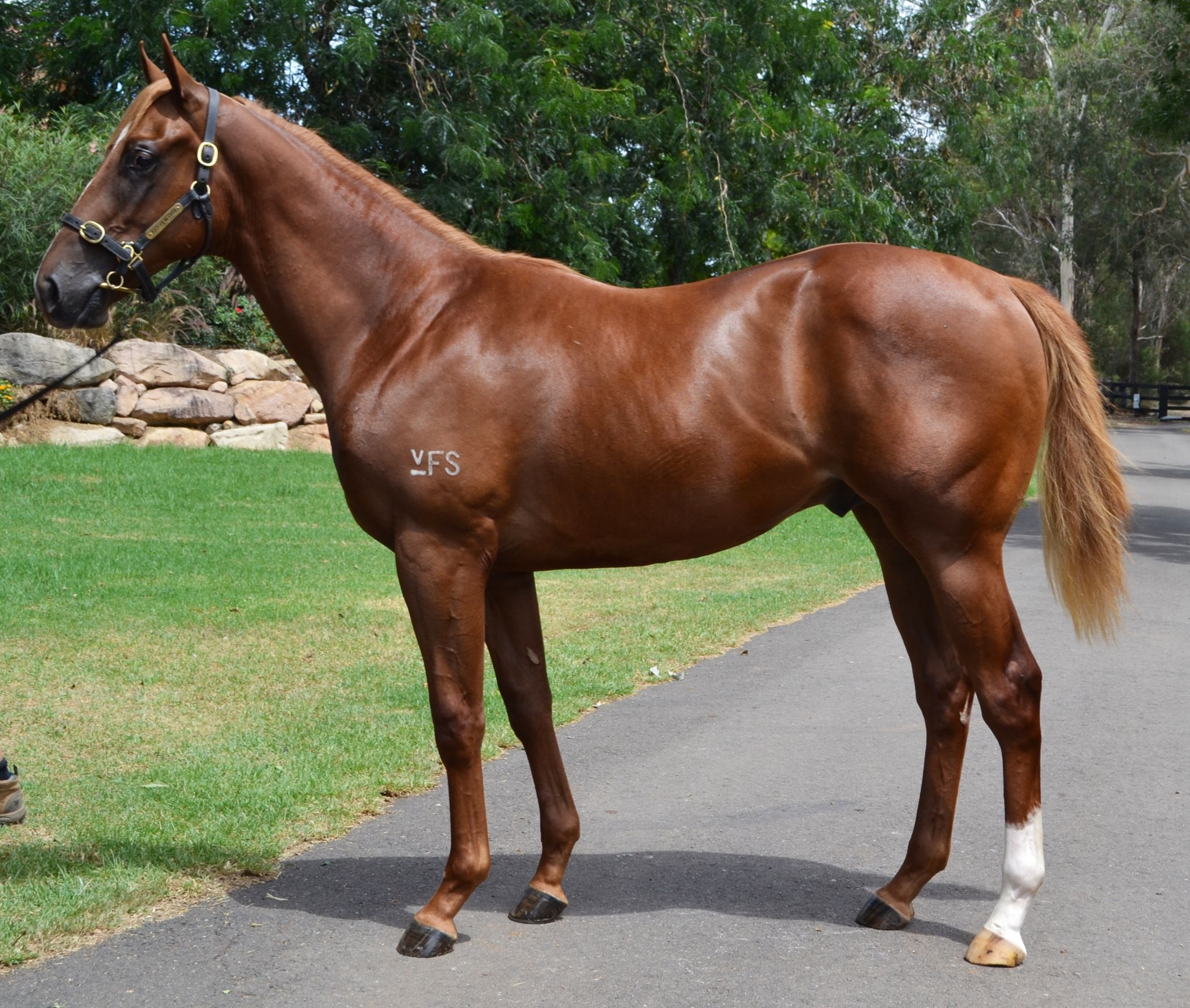 Joyful Fortune Thoroughbred Horse Profile - Next Race, Form, Stats ...