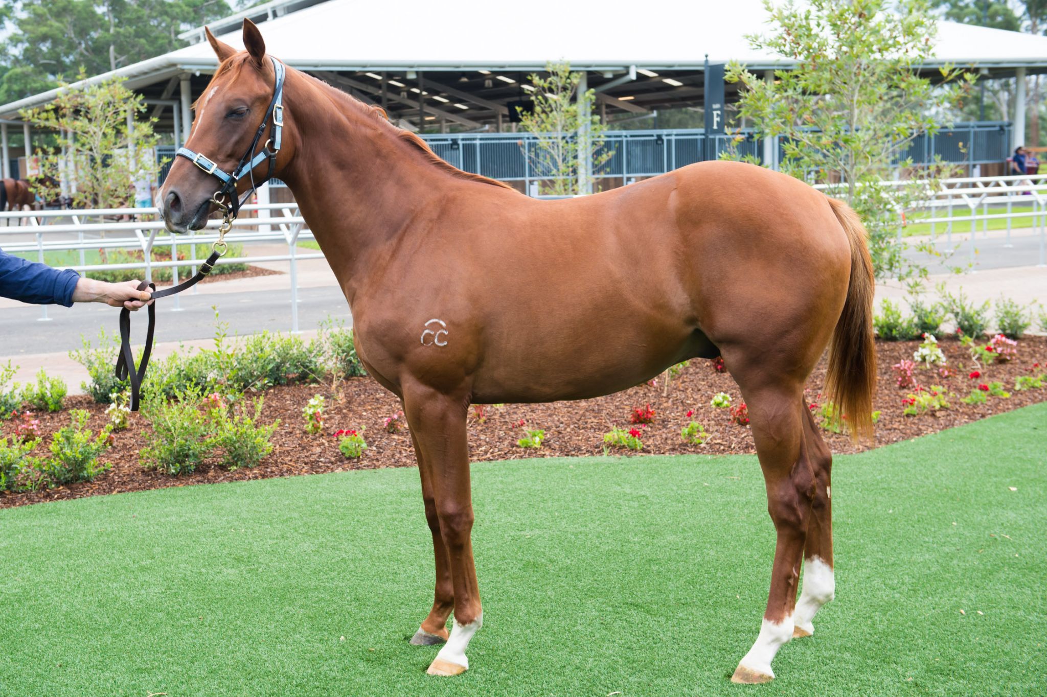 War Baron Thoroughbred Horse Profile - Next Race, Form, Stats, News ...