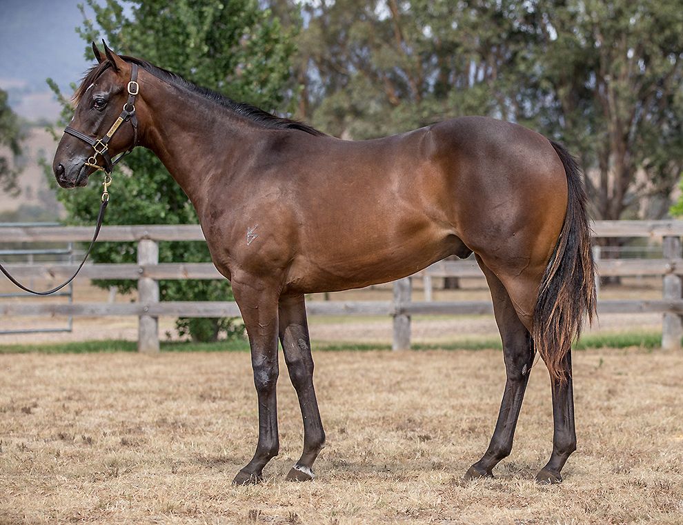 Fiery Red Thoroughbred Horse Profile - Next Race, Form, Stats, News ...