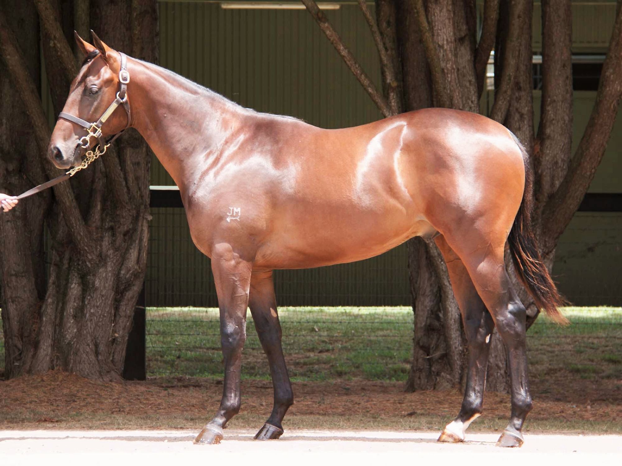 Redjina Thoroughbred Horse Profile - Next Race, Form, Stats, News ...