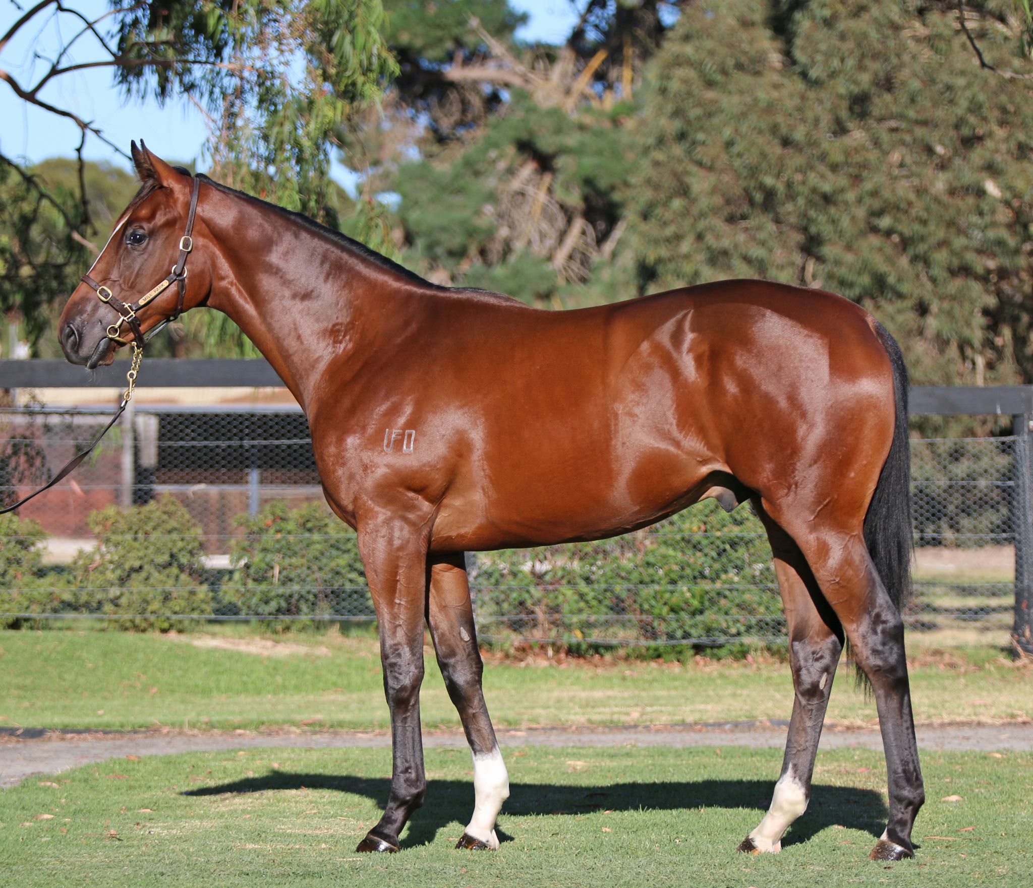 Stately Star Thoroughbred Horse Profile - Next Race, Form, Stats, News ...