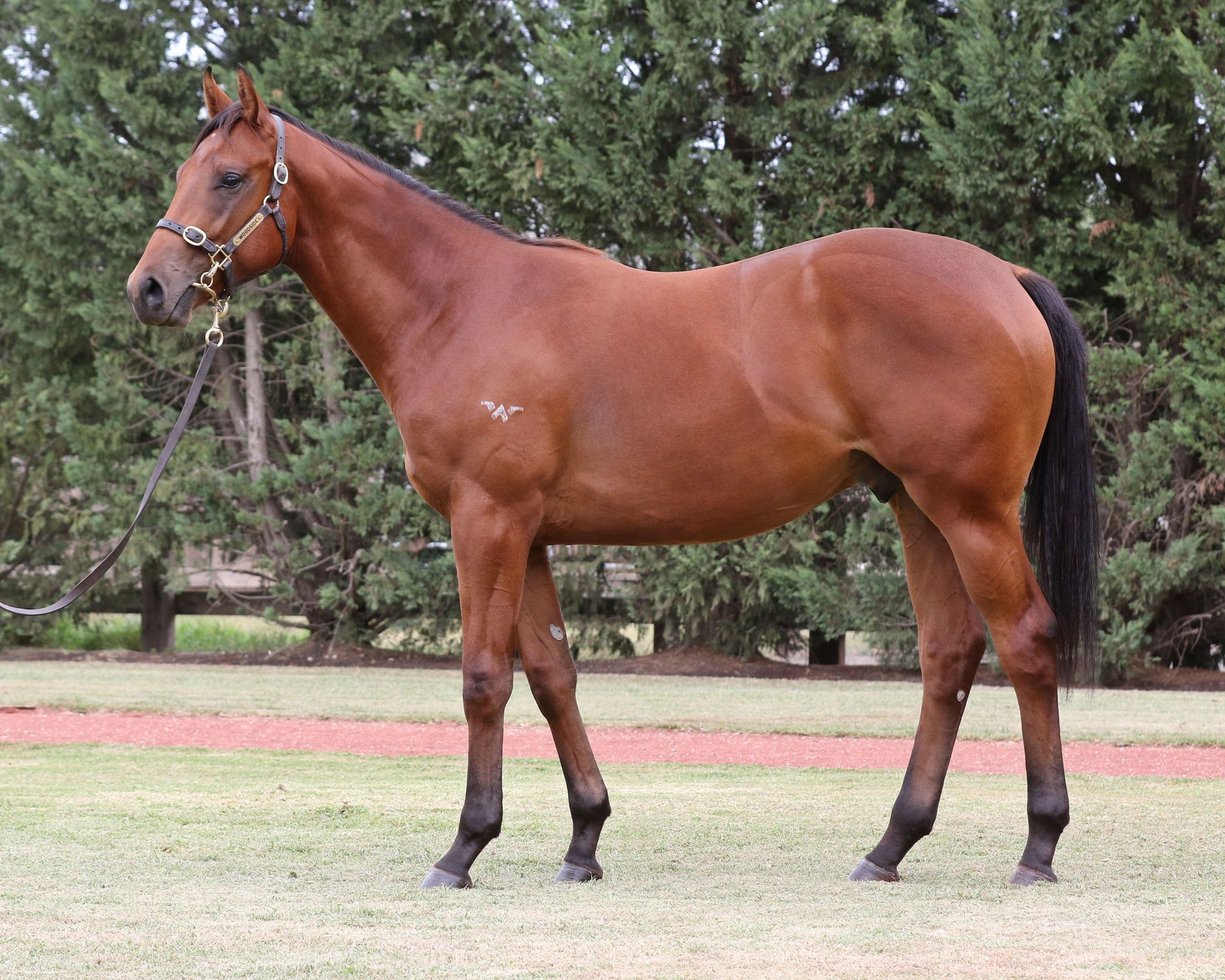 Leo Thoroughbred Horse Profile - Next Race, Form, Stats, News, Breeding ...