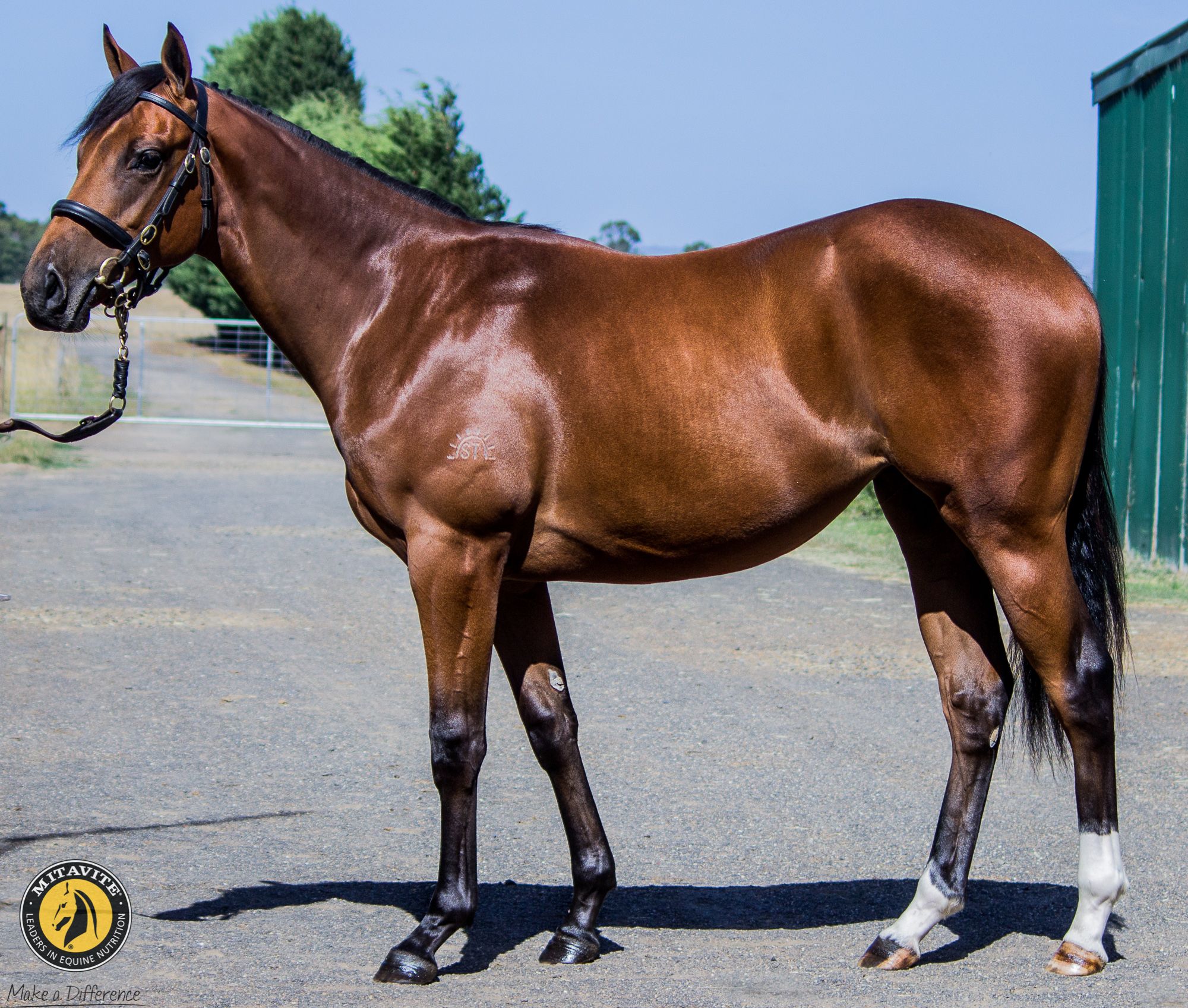 Walking Flying Thoroughbred Horse Profile - Next Race, Form, Stats ...