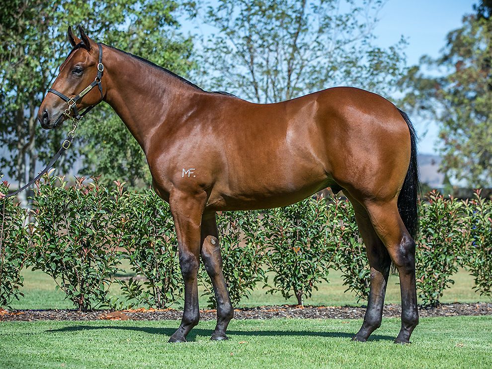 From The Navy Thoroughbred Horse Profile - Next Race, Form, Stats, News ...