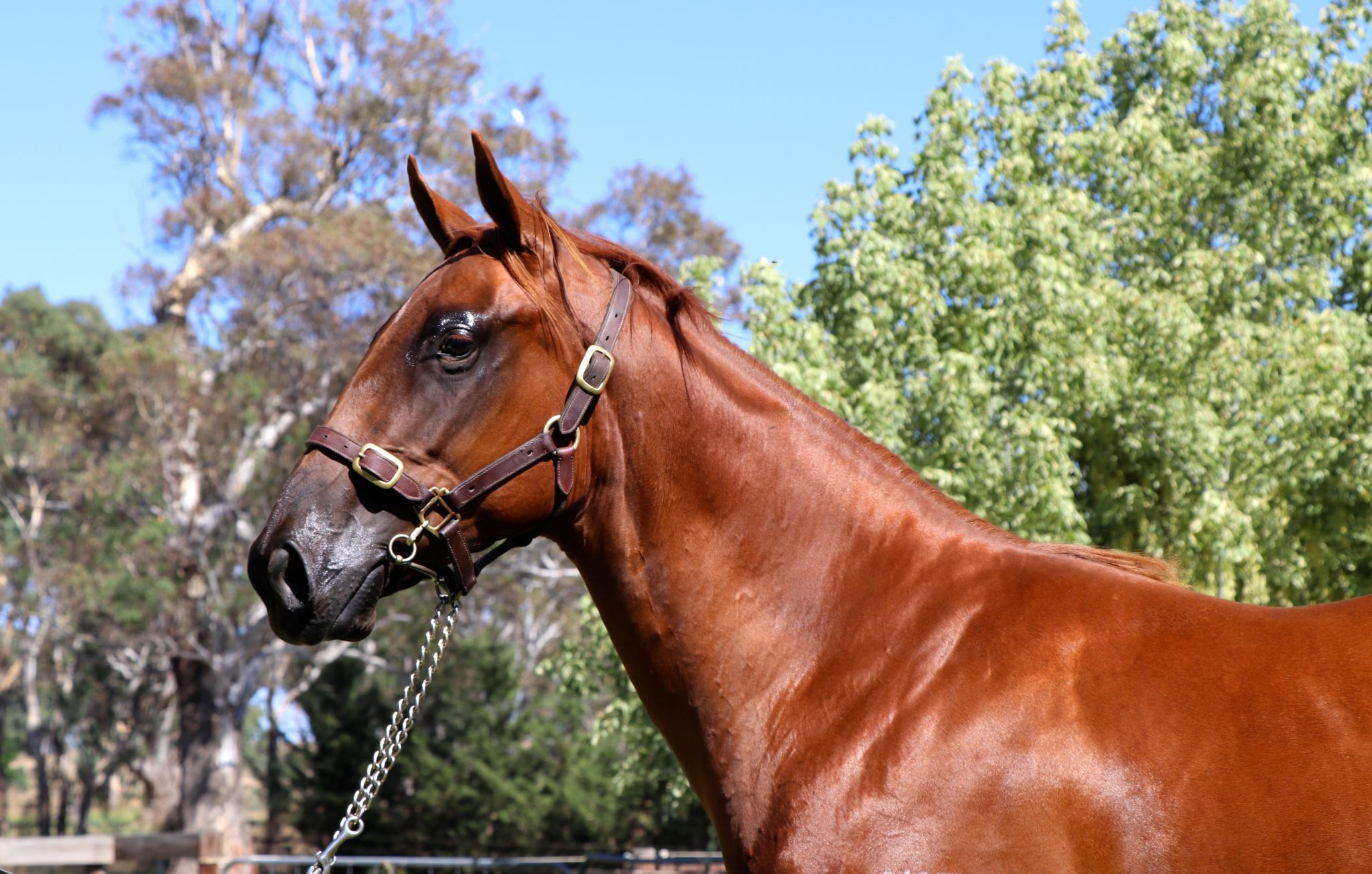 Ruler By Choice Thoroughbred Horse Profile - Next Race, Form, Stats ...