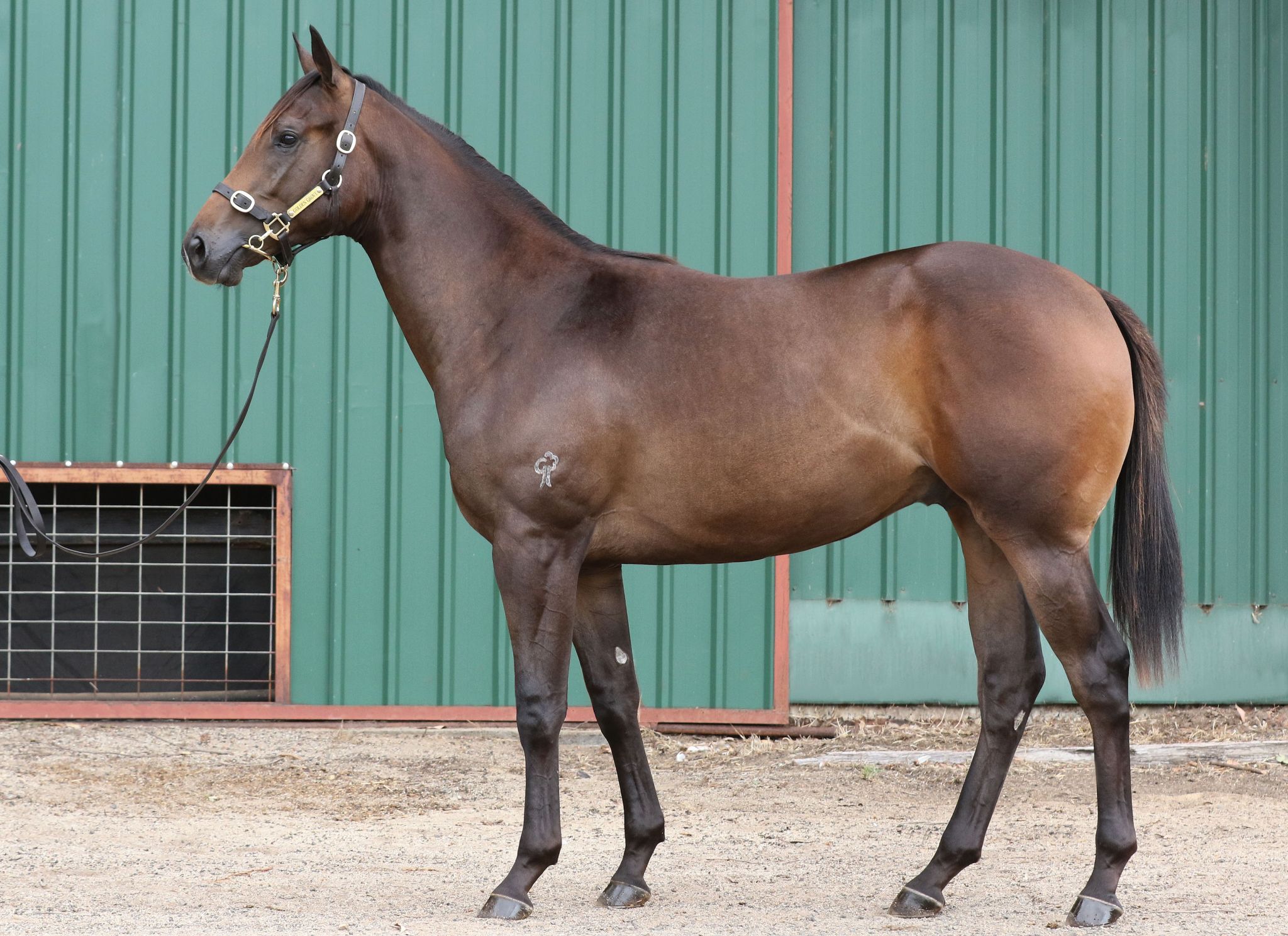 Cosmic Rhapsody Thoroughbred Horse Profile - Next Race, Form, Stats ...