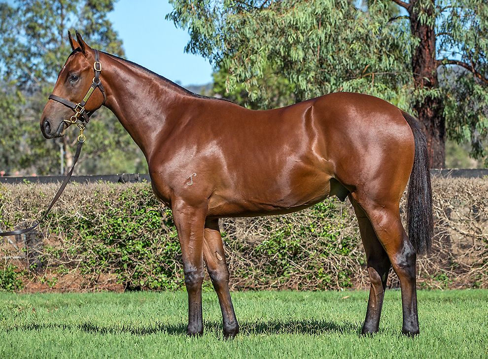 I Am A Hit Thoroughbred Horse Profile - Next Race, Form, Stats, News ...