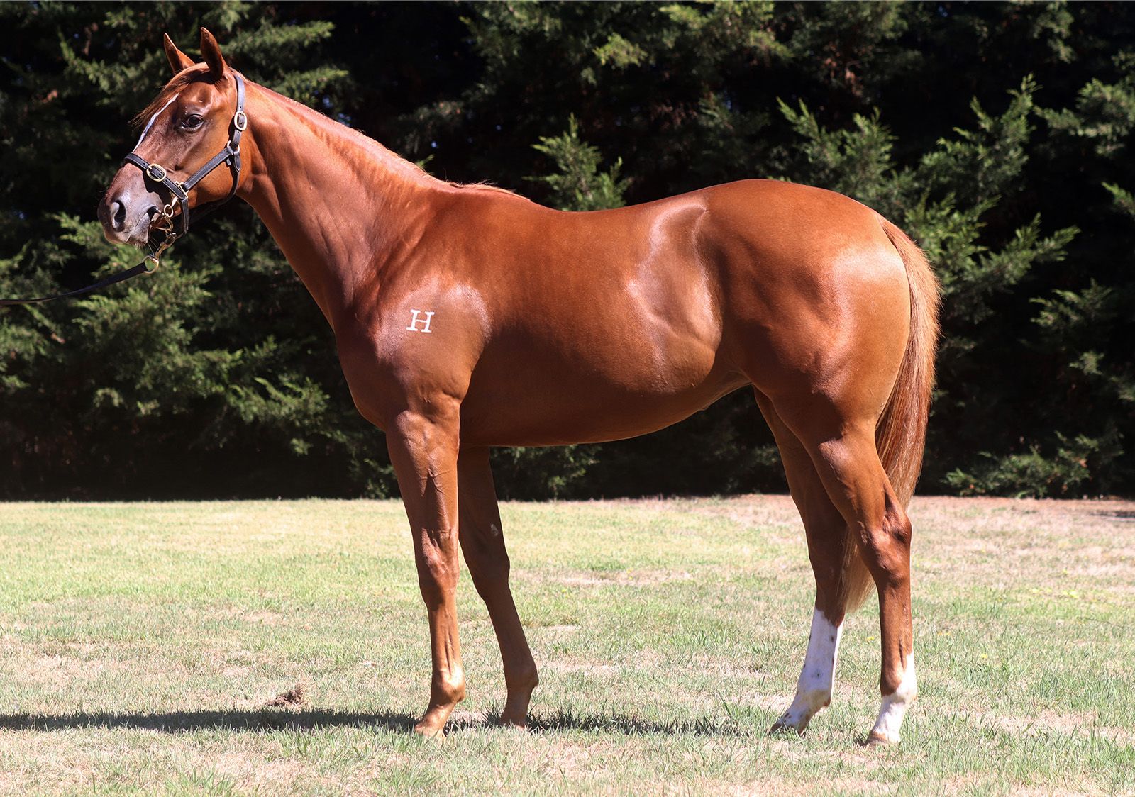 Don't Question Me Thoroughbred Horse Profile - Next Race, Form, Stats ...