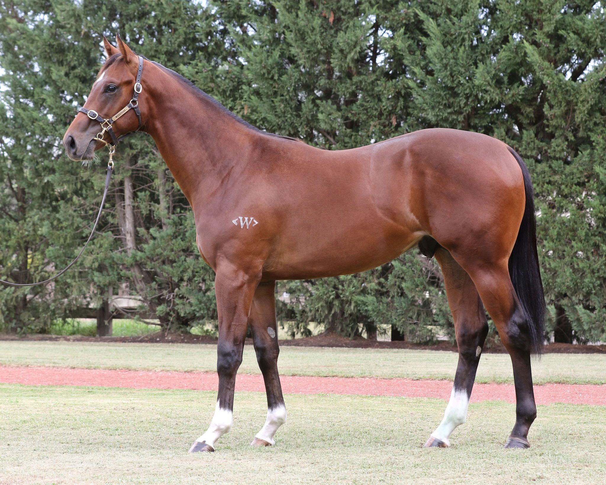 Wolf Whistle Thoroughbred Horse Profile - Next Race, Form, Stats, News ...