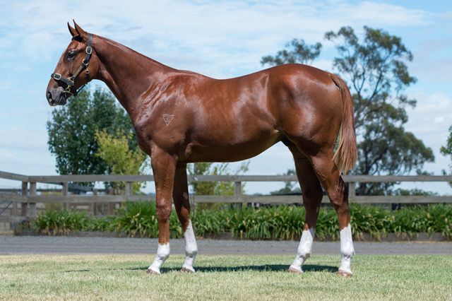 Red Lion Thoroughbred Horse Profile - Next Race, Form, Stats, News ...