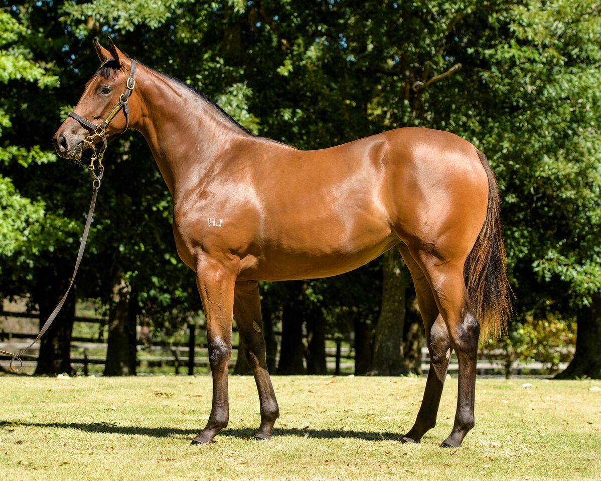 Double Delight Thoroughbred Horse Profile - Next Race, Form, Stats ...