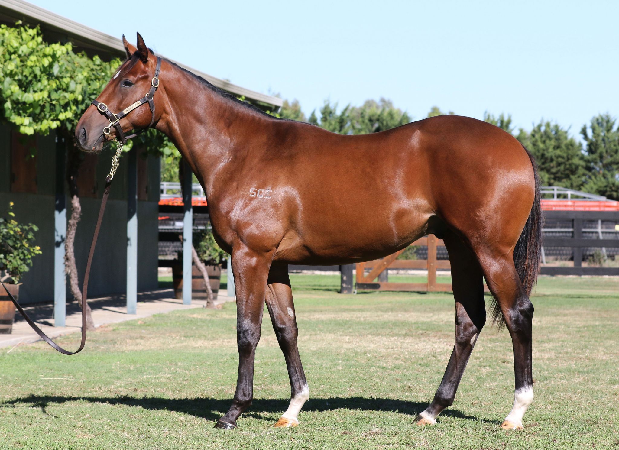 Diamond Moonlight Thoroughbred Horse Profile - Next Race, Form, Stats ...