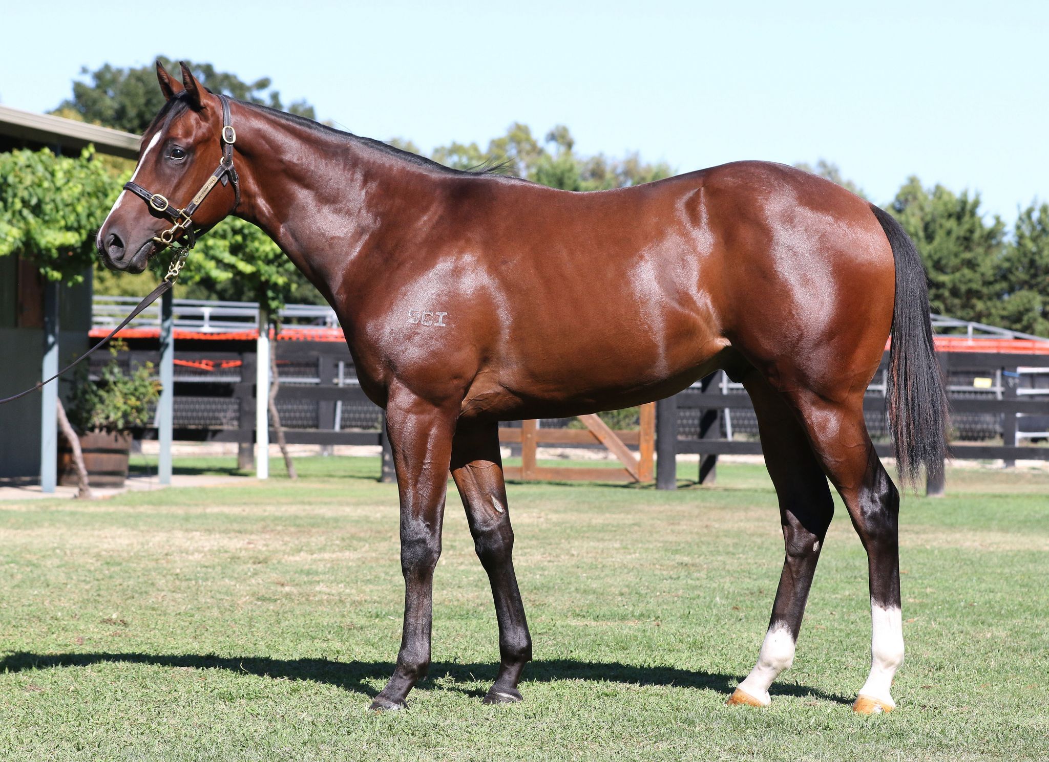 Lucky Express Thoroughbred Horse Profile - Next Race, Form, Stats, News ...