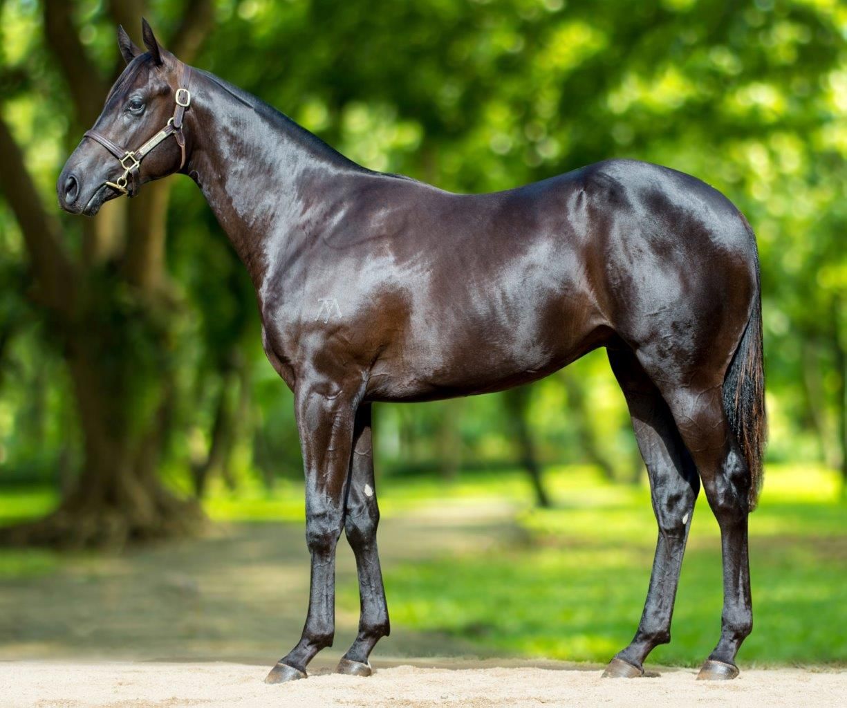 Southern Lights Thoroughbred Horse Profile - Next Race, Form, Stats ...