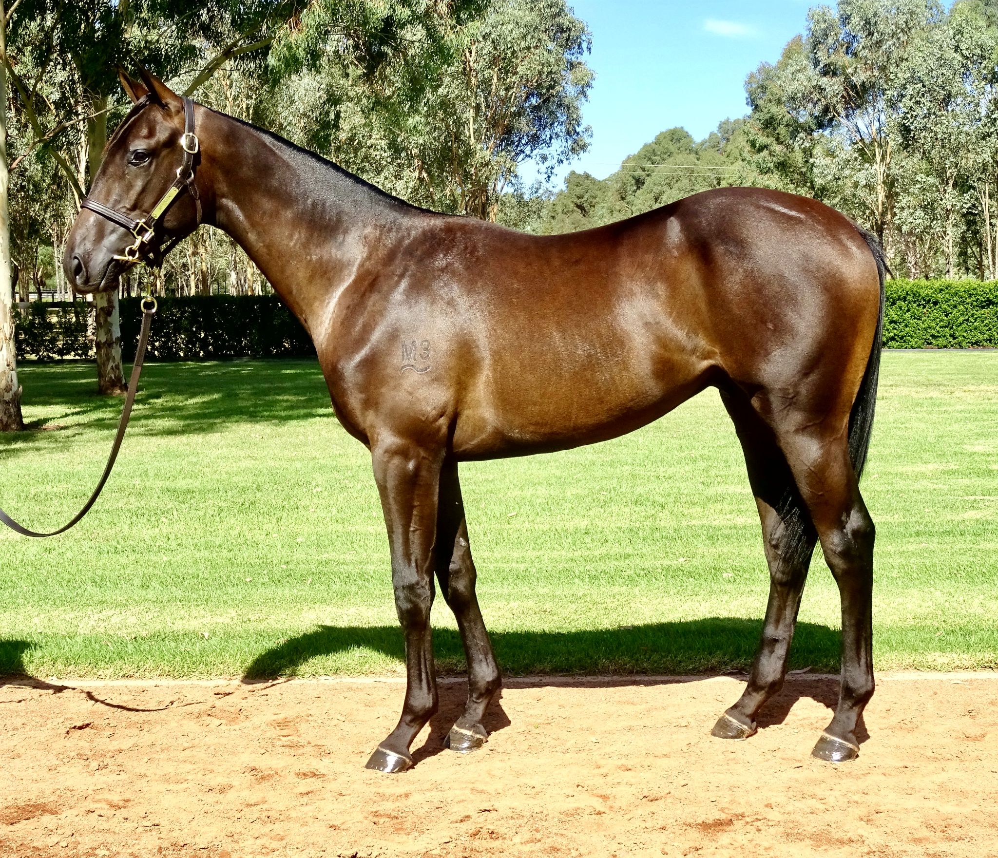 My Sugar Thoroughbred Horse Profile - Next Race, Form, Stats, News ...