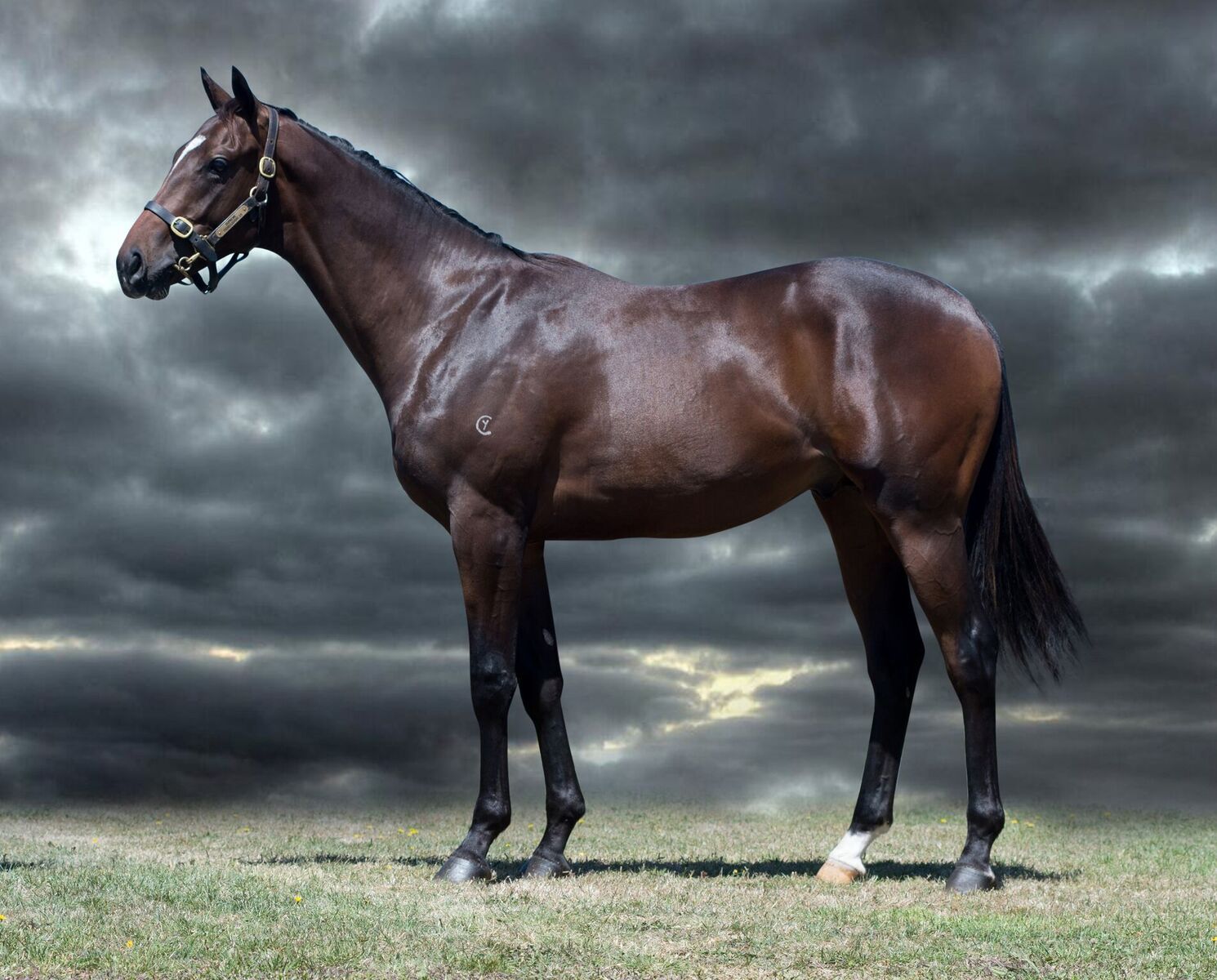 Magnus Que Cee Thoroughbred Horse Profile - Next Race, Form, Stats ...
