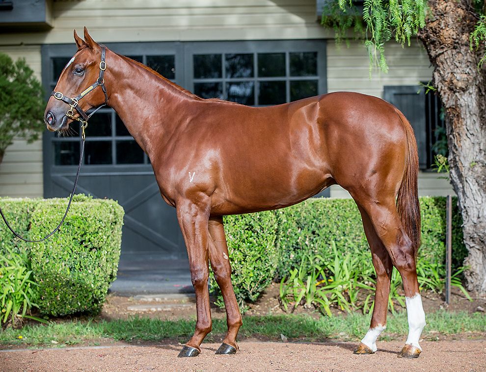 My Ecstatic Thoroughbred Horse Profile - Next Race, Form, Stats, News ...