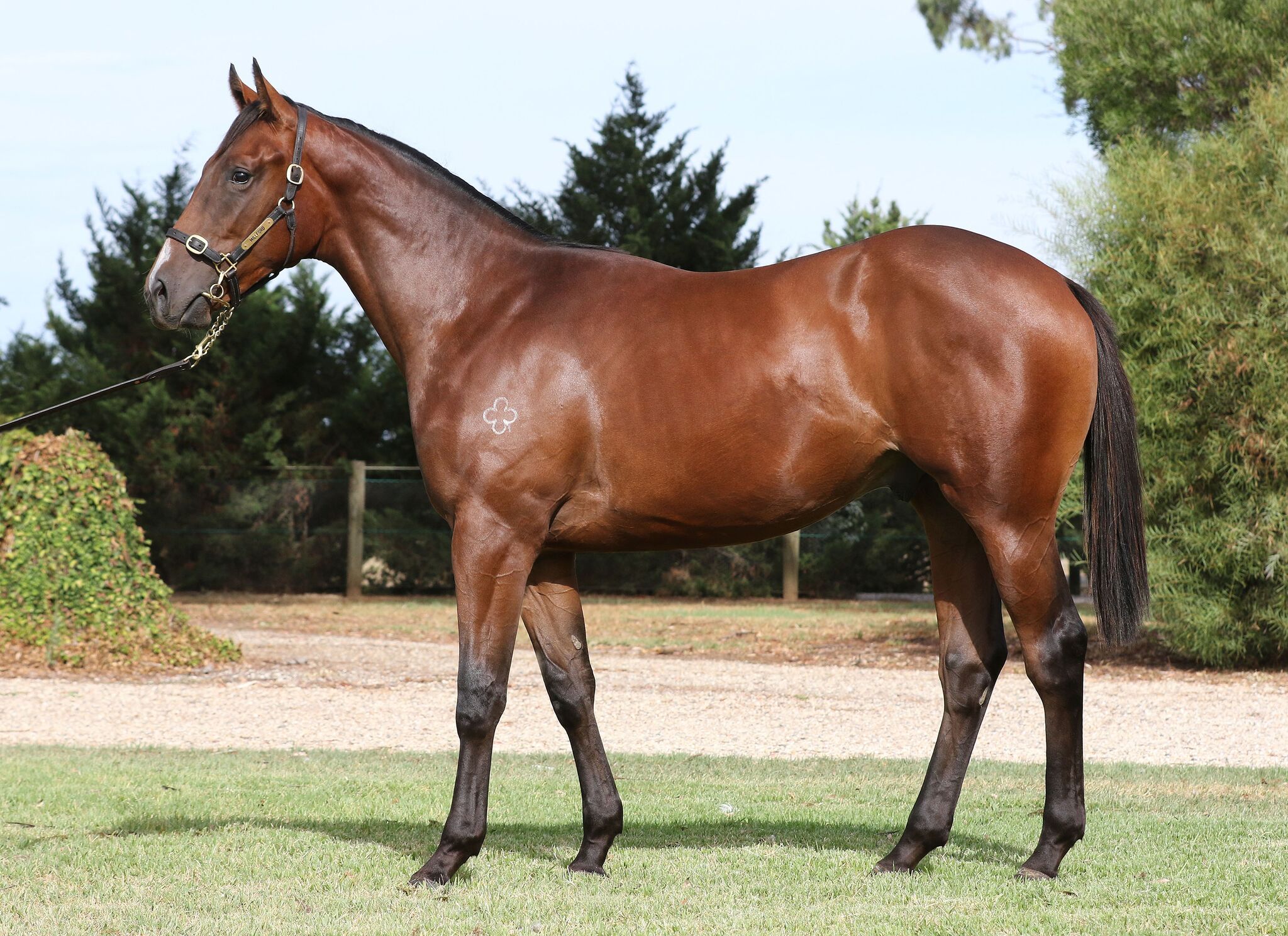 Mission Phoenix Thoroughbred Horse Profile - Next Race, Form, Stats ...