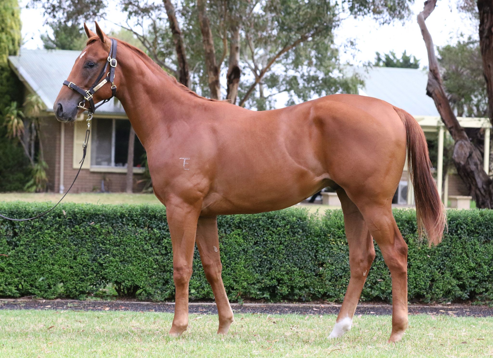 Brave Enough Thoroughbred Horse Profile - Next Race, Form, Stats, News ...