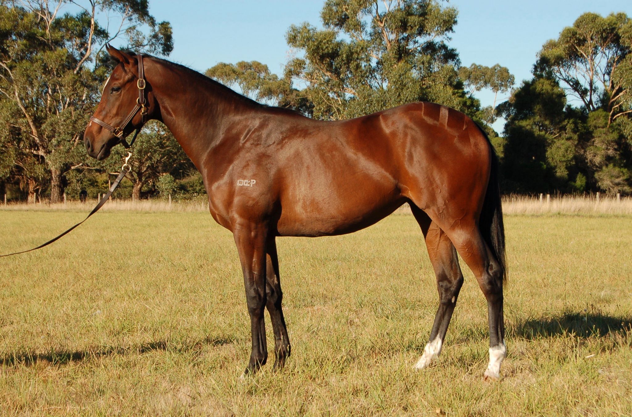 Modear Thoroughbred Horse Profile - Next Race, Form, Stats, News ...