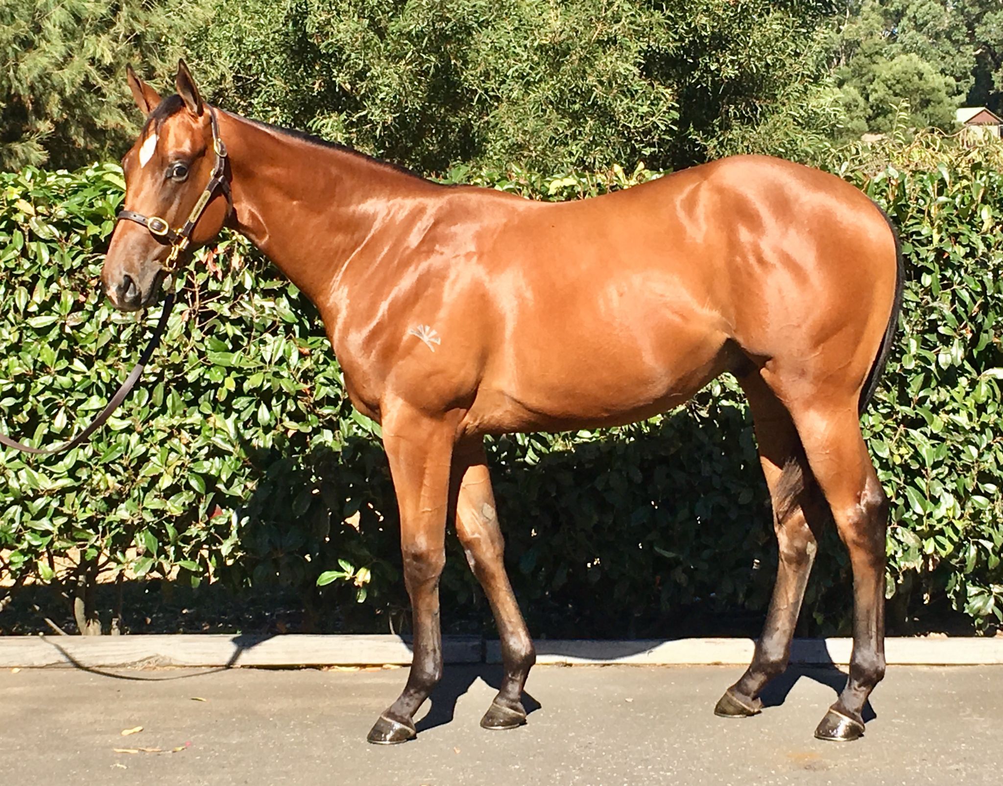 Ididitforlove Thoroughbred Horse Profile - Next Race, Form, Stats, News ...