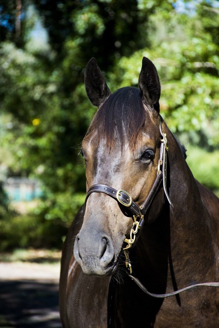 Our Musketeer Thoroughbred Horse Profile - Next Race, Form, Stats, News ...