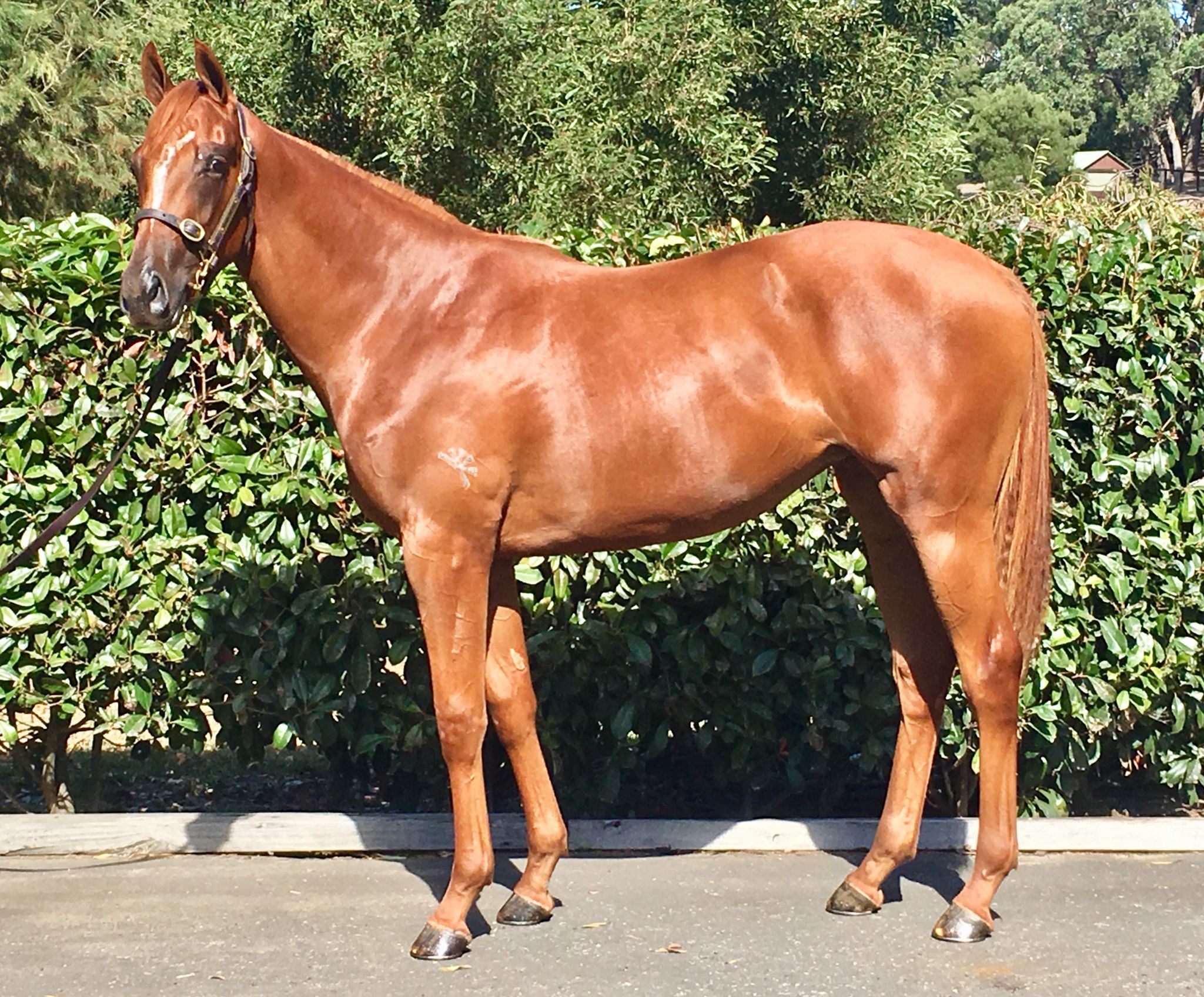 Ruby Tuesday Thoroughbred Horse Profile - Next Race, Form, Stats, News ...
