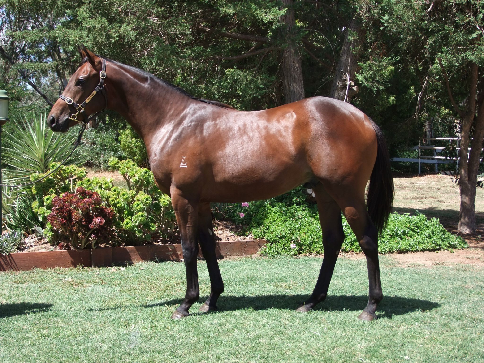 Fudging Thoroughbred Horse Profile - Next Race, Form, Stats, News ...