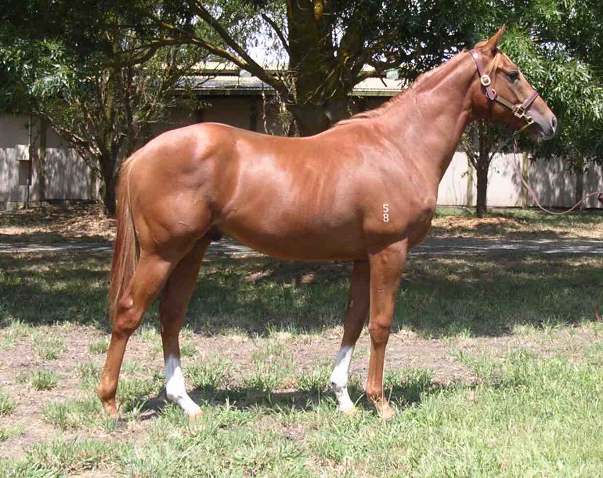 The Producer Thoroughbred Horse Profile - Next Race, Form, Stats, News ...