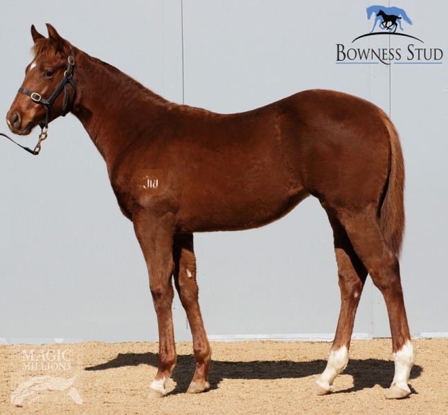 Mu Mu Land Thoroughbred Horse Profile Next Race Form Stats News