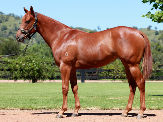 Spurs And Sashes Thoroughbred Horse Profile - Next Race, Form, Stats ...