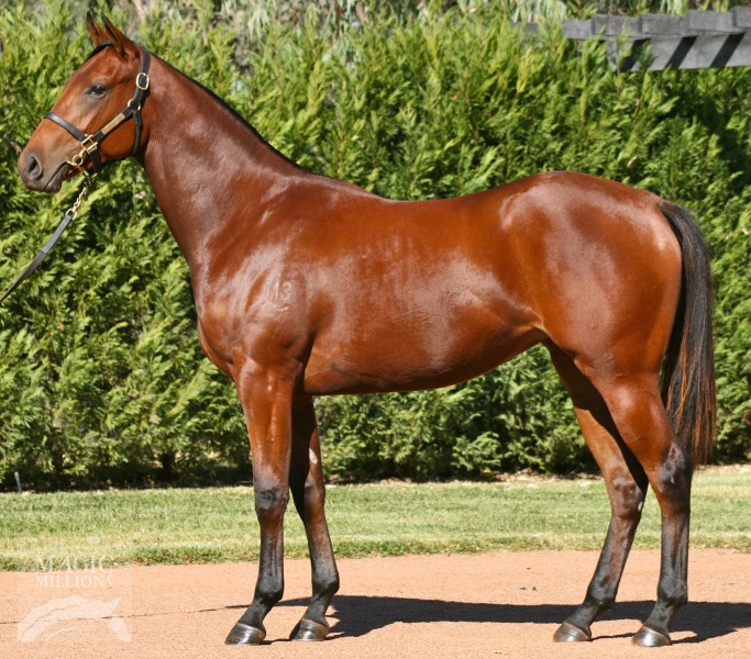 Bernarsini Thoroughbred Horse Profile - Next Race, Form, Stats, News ...