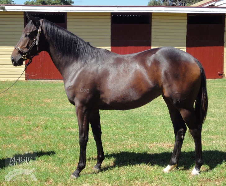 Tinto Thoroughbred Horse Profile - Next Race, Form, Stats, News ...