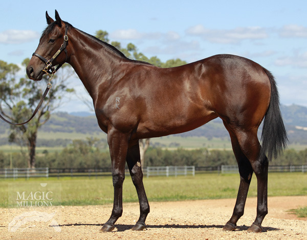 Champagne Cath Thoroughbred Horse Profile - Next Race, Form, Stats ...