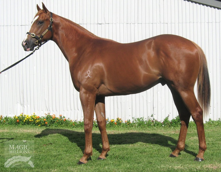 Into The Red Thoroughbred Horse Profile - Next Race, Form, Stats, News ...