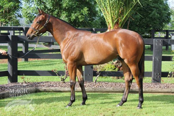 Bull Point Thoroughbred Horse Profile - Next Race, Form, Stats, News ...